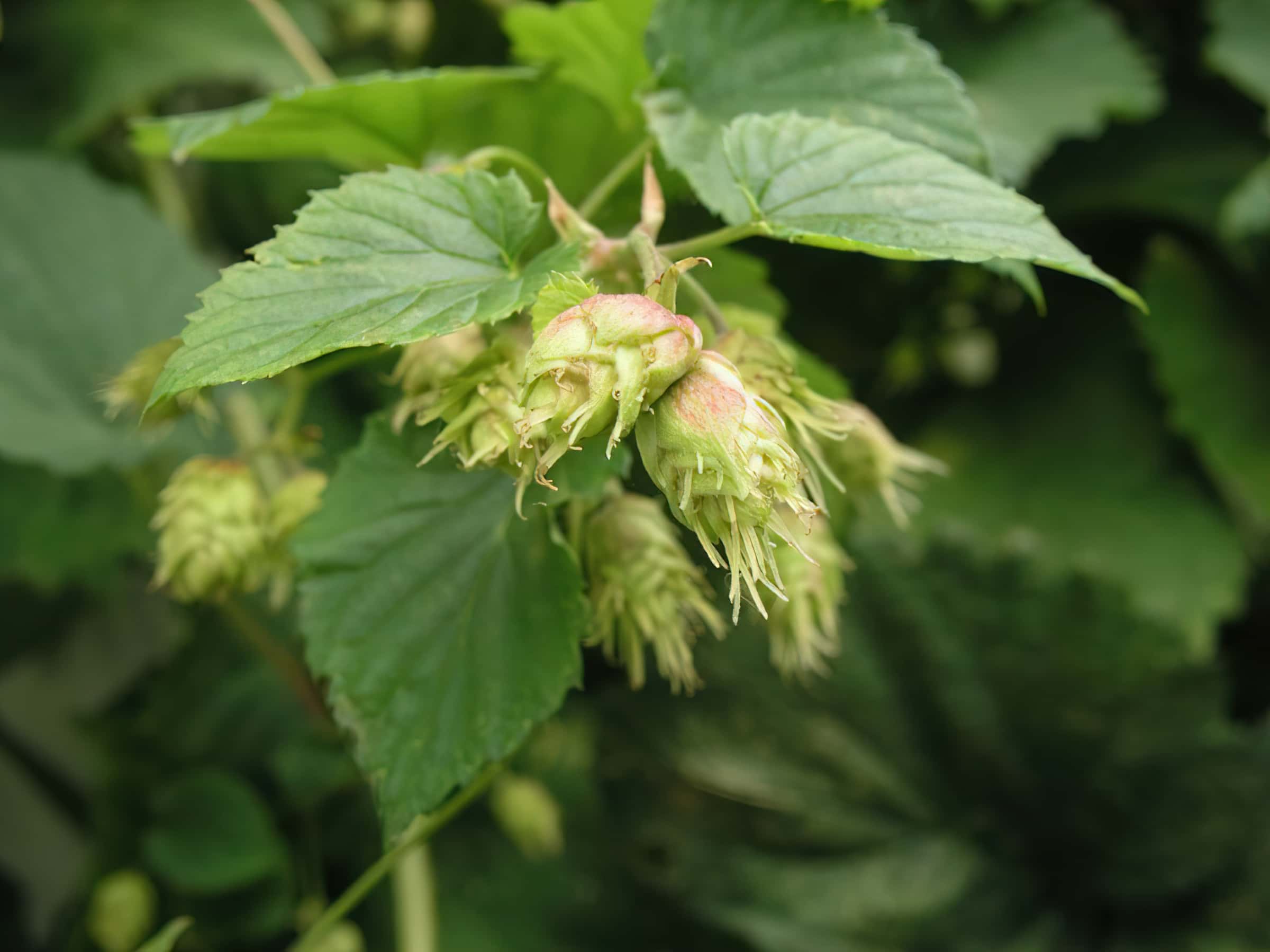 Chmel otáčivý | Pyly.cz