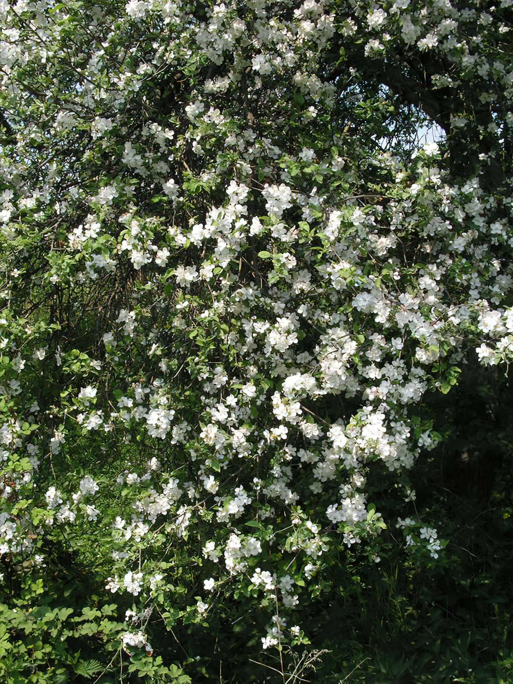 Jabloň domácí | Pyly.cz