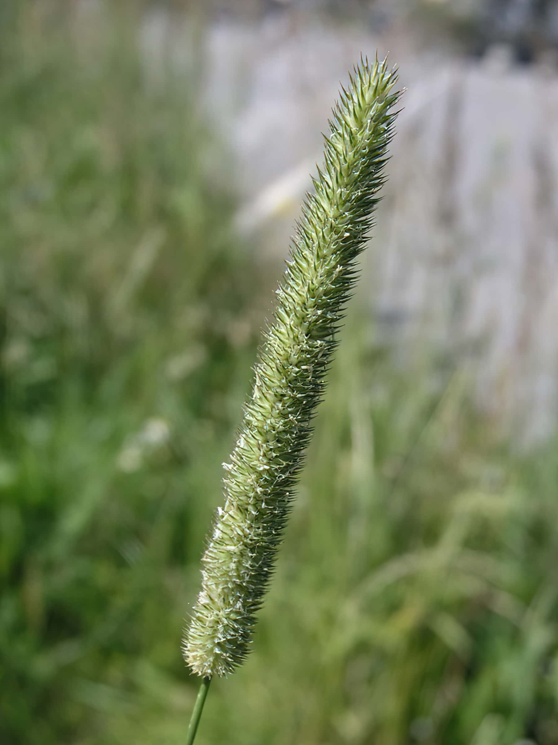 Bojínek luční | Pyly.cz