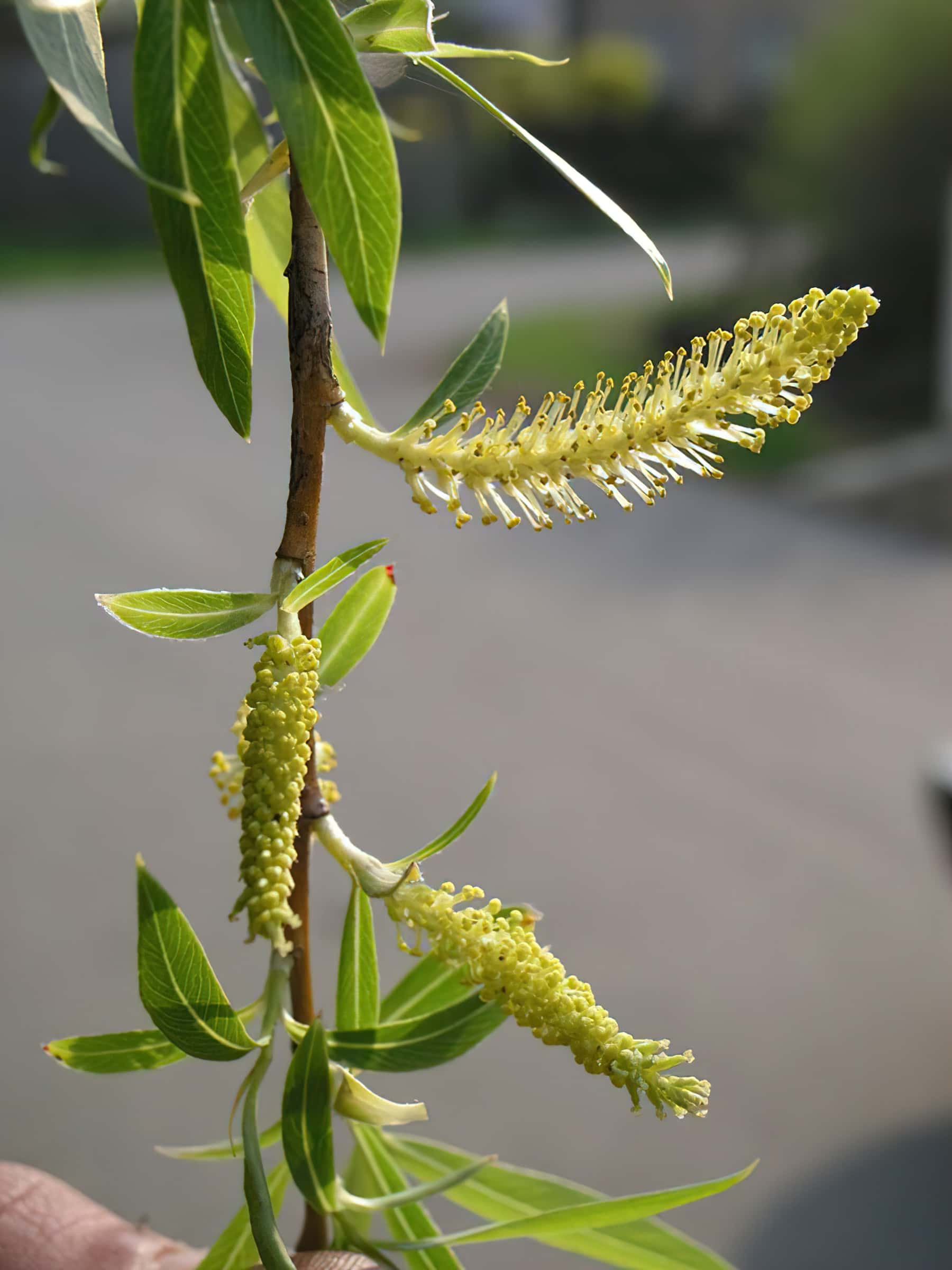 Vrba bílá | Pyly.cz