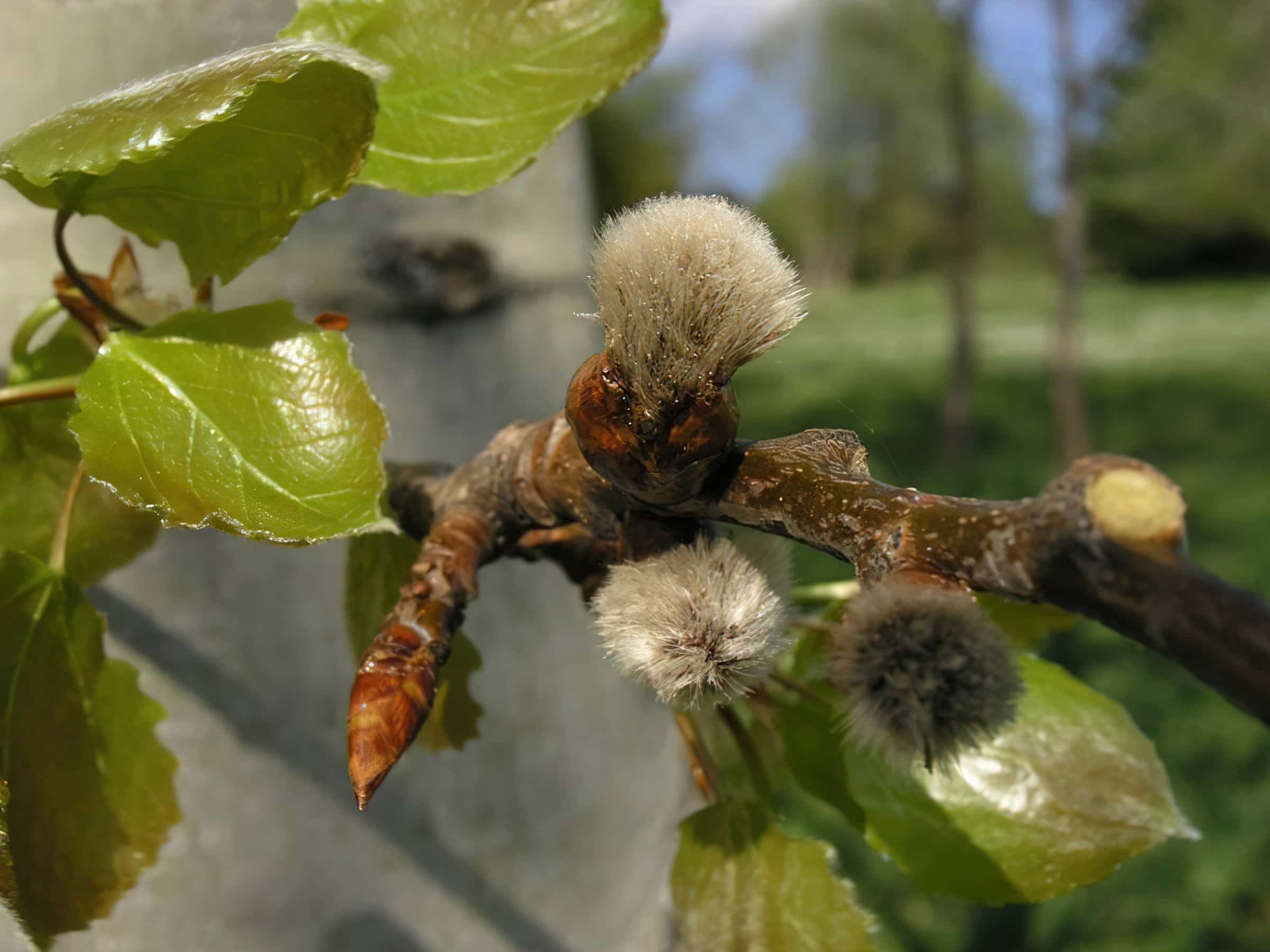 Topol osika | Pyly.cz