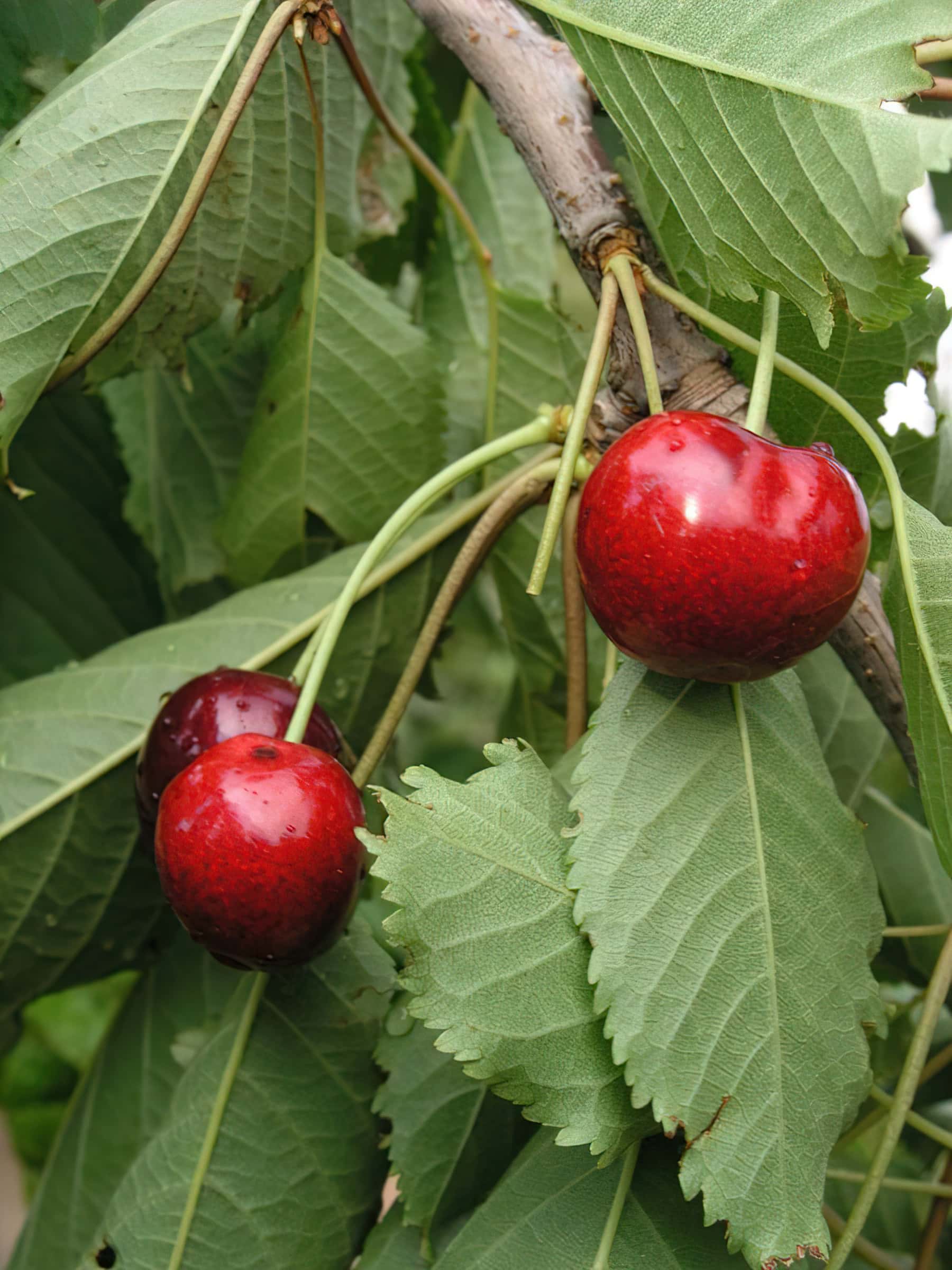 Třešeň ptačí | Pyly.cz