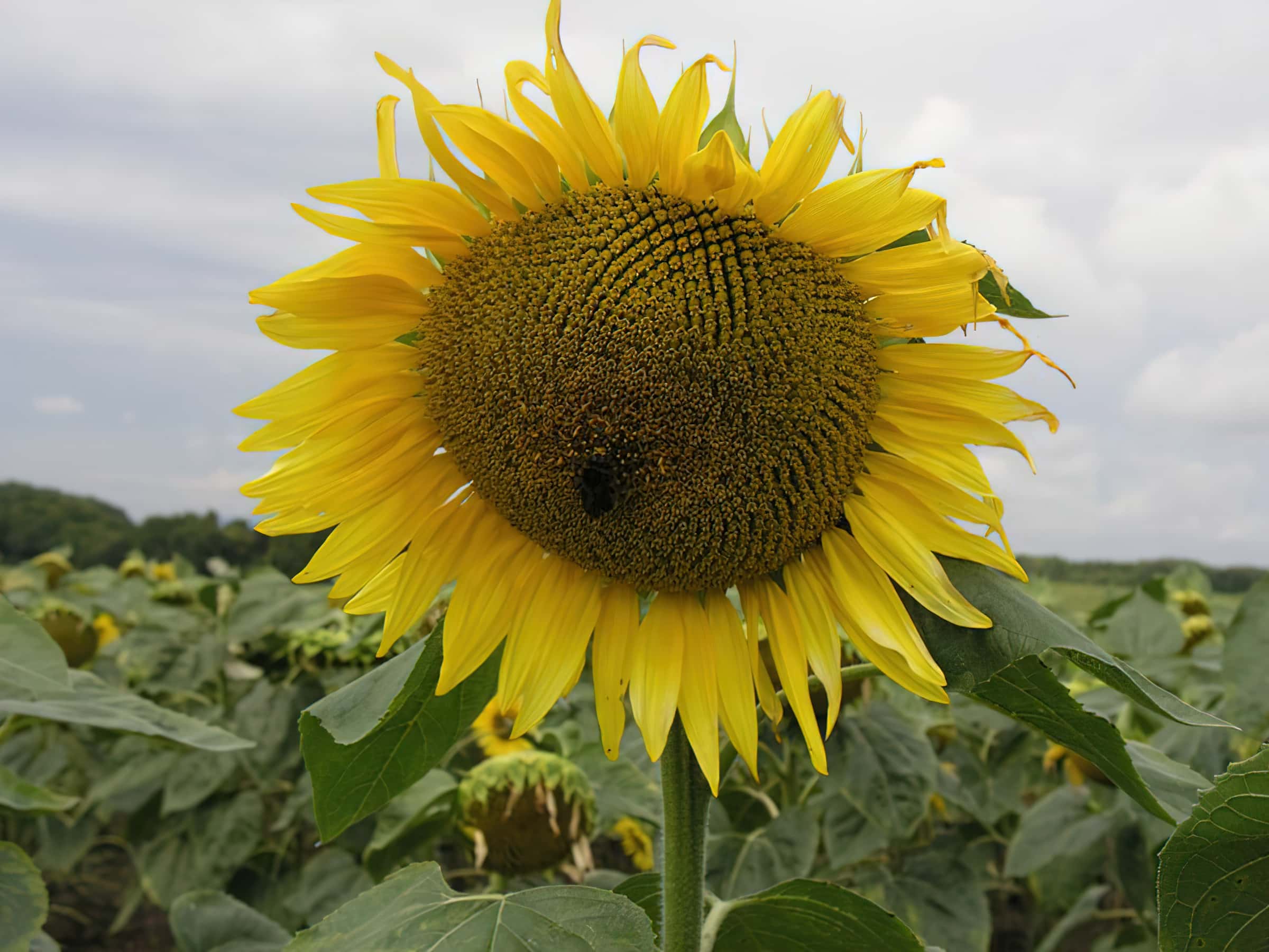 Slunečnice roční | Pyly.cz