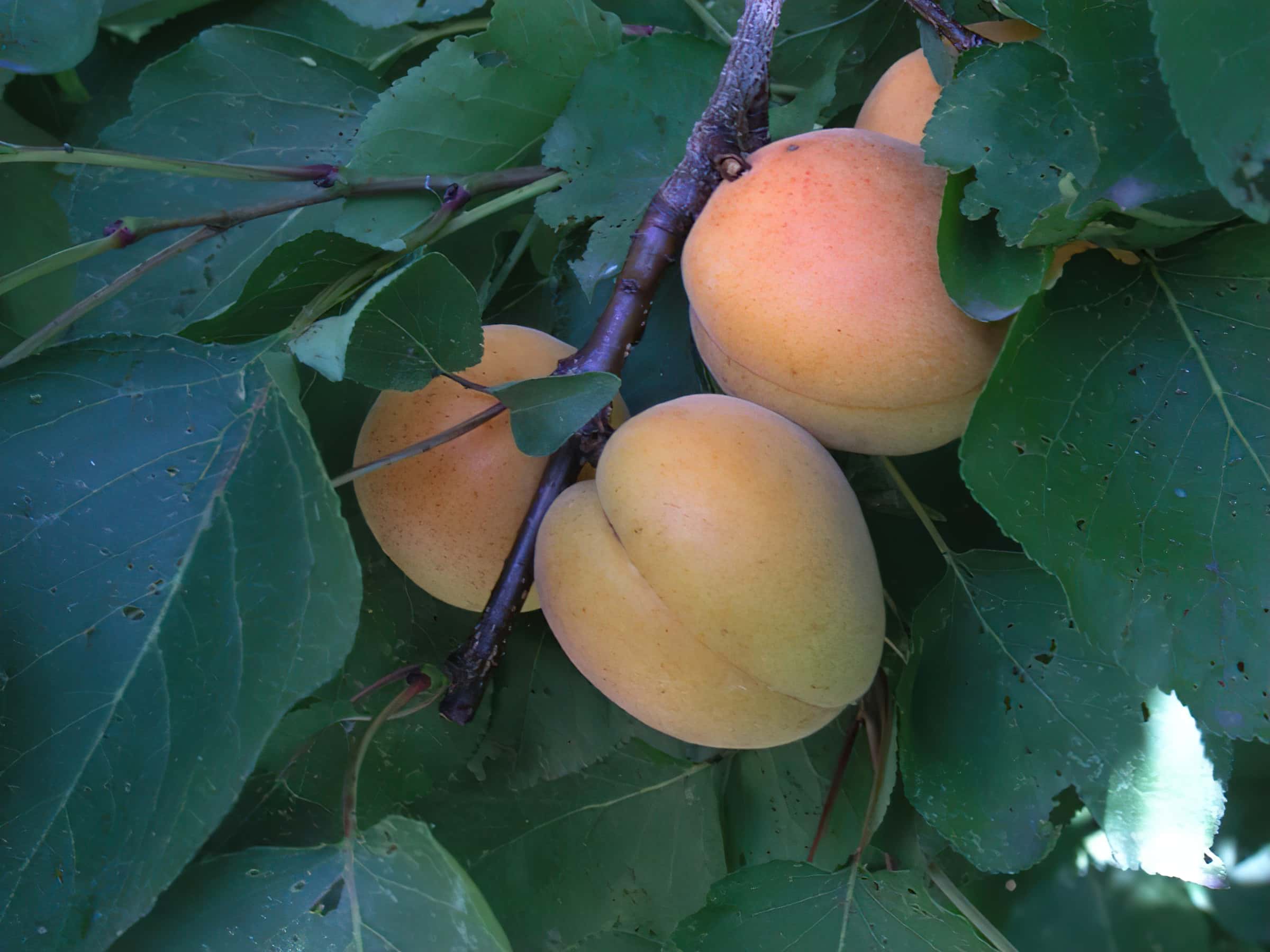 Meruňka obecná | Pyly.cz