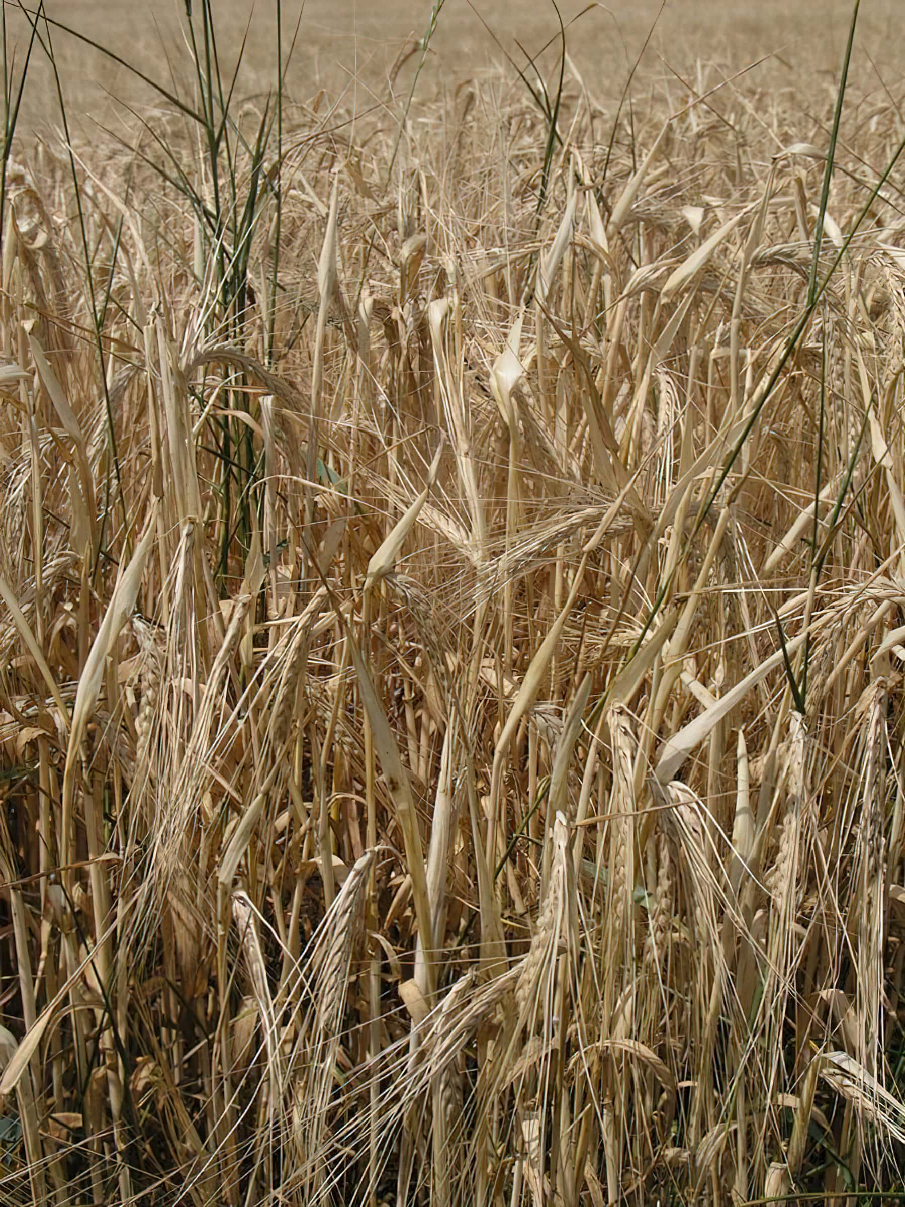 Žito seté | Pyly.cz