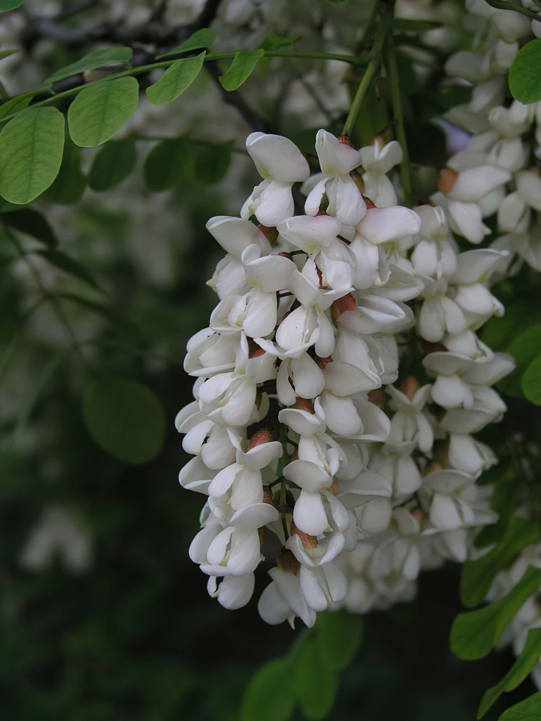 Trnovník akát | Pyly.cz