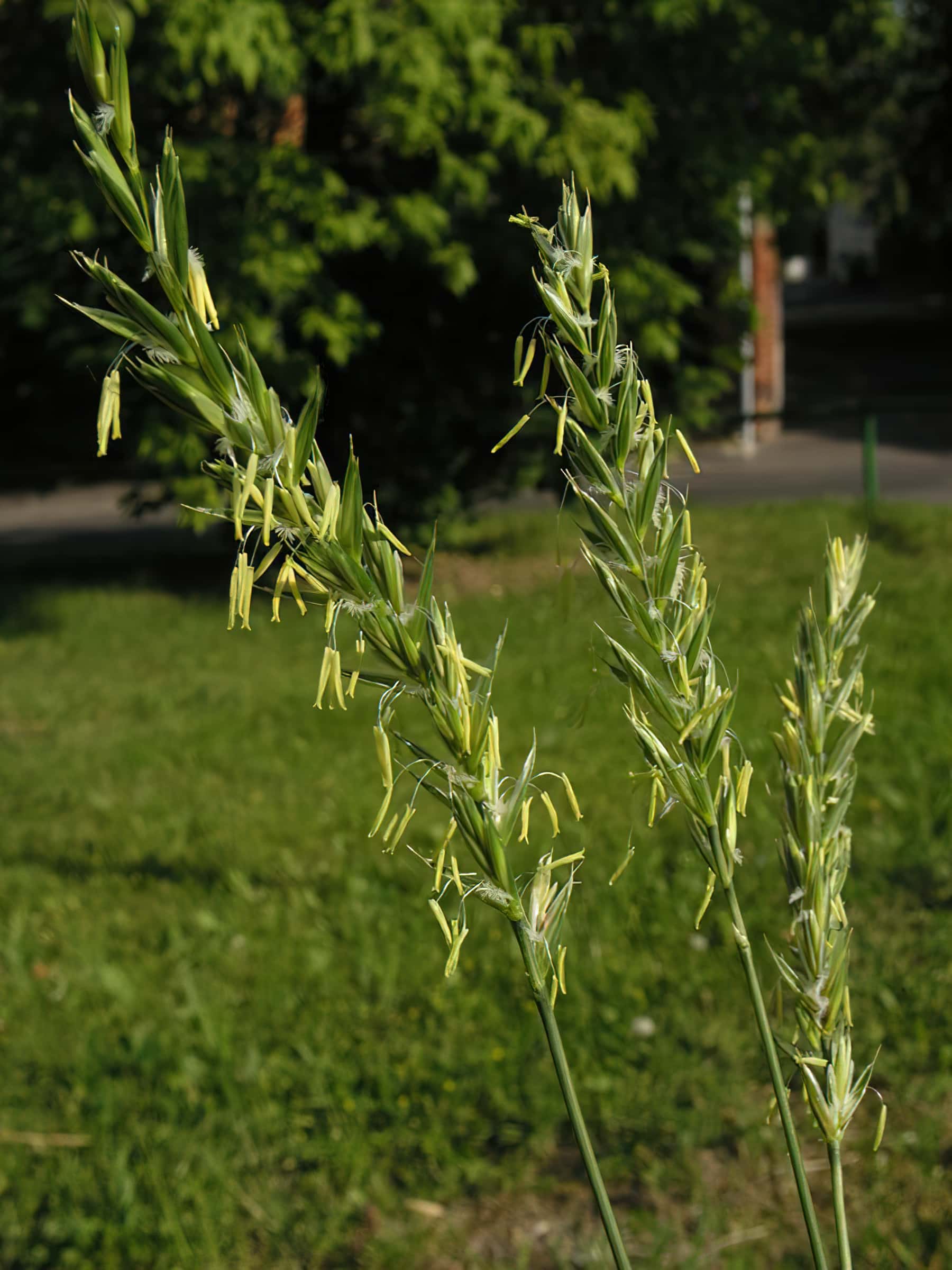 Pýr plazivý | Pyly.cz