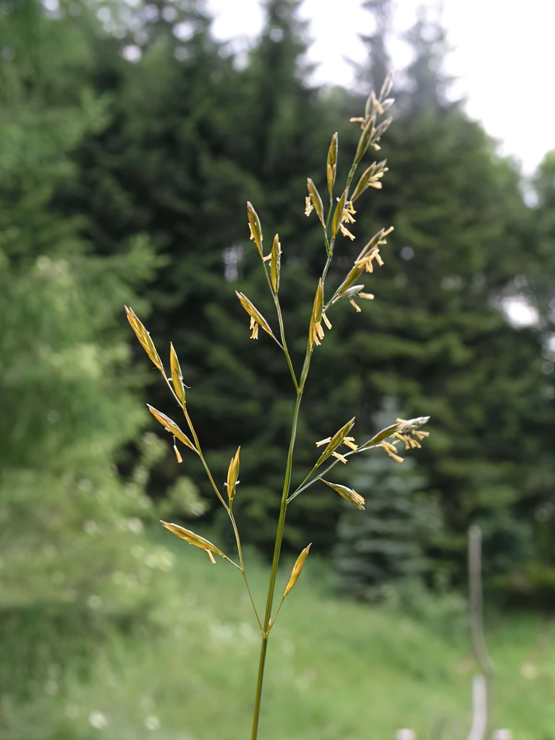 Kostřava luční | Pyly.cz