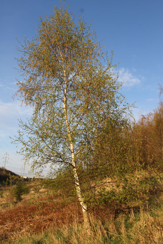 Bříza bělokorá | Pyly.cz