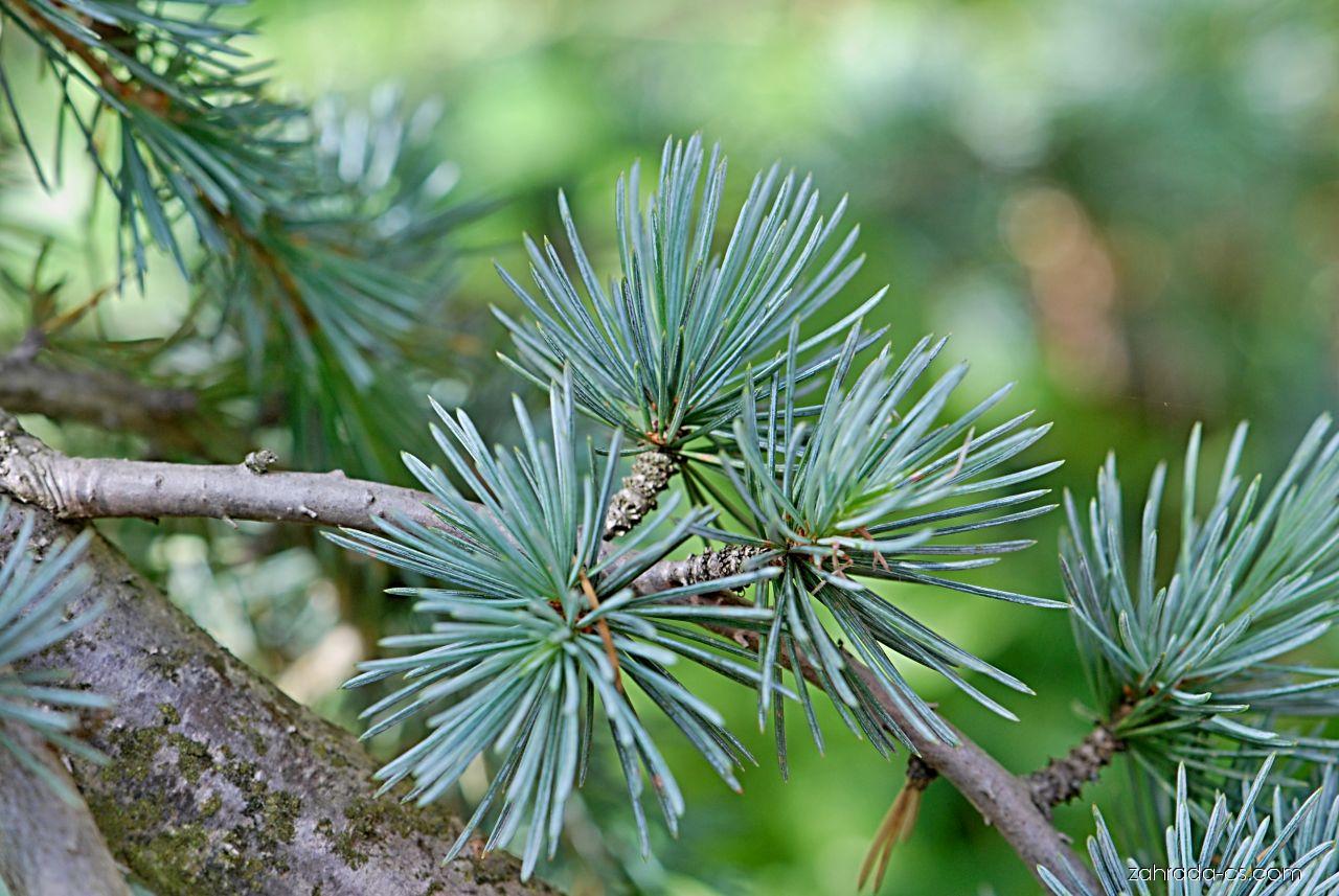 Cedr libanonský | Pyly.cz