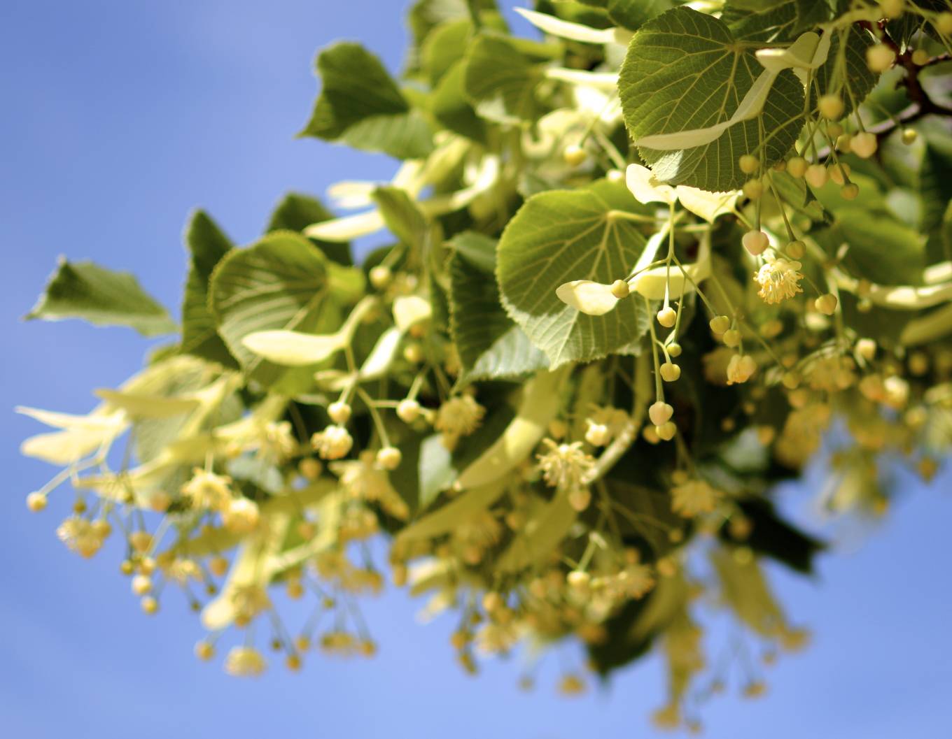 Lípa srdčitá | Pyly.cz