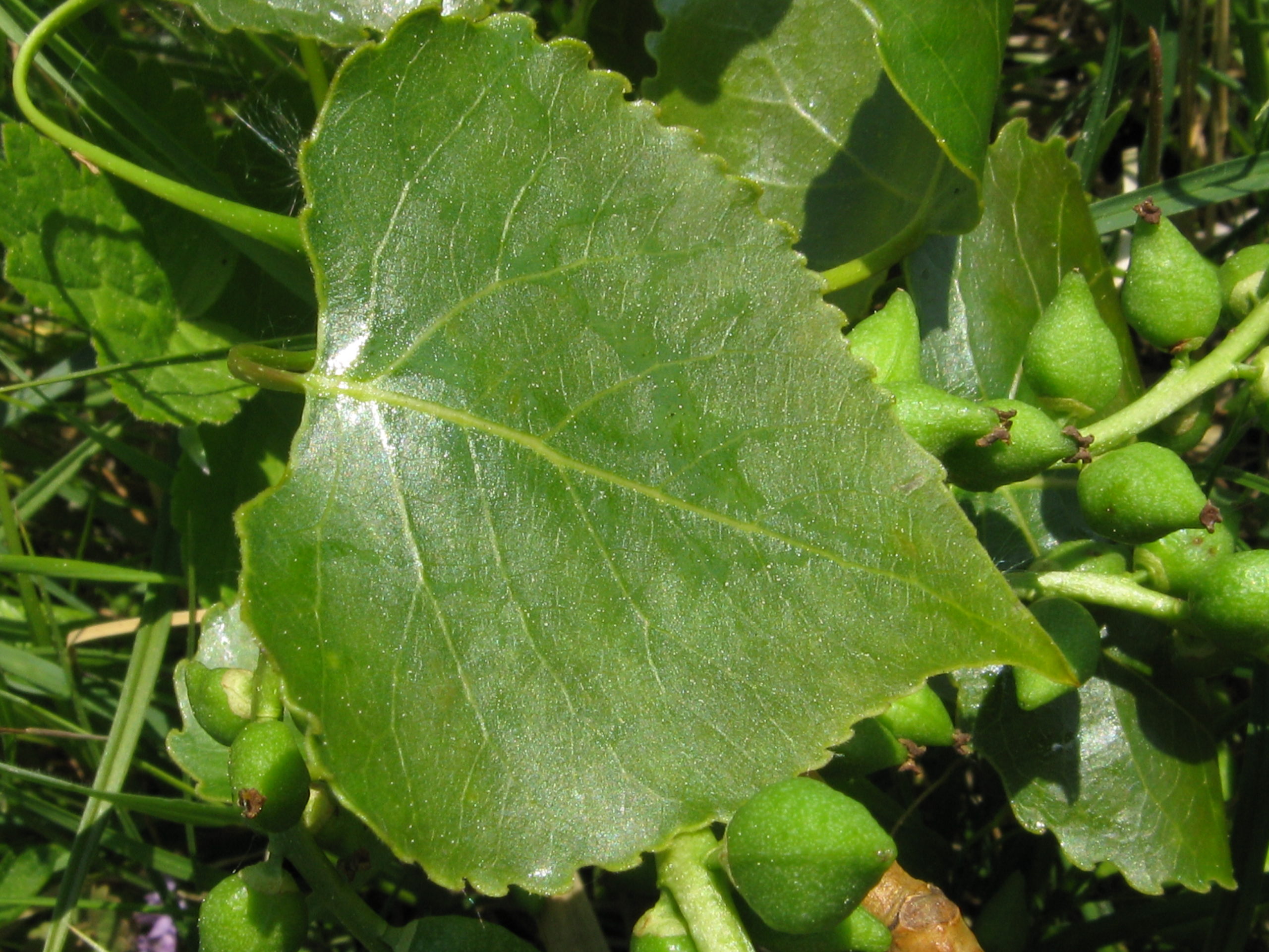 Topol černý | Pyly.cz